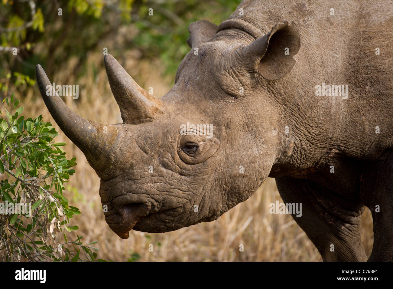 Black rhinoceros (Diceros bicornis), Phinda Game Reserve, South Africa ...