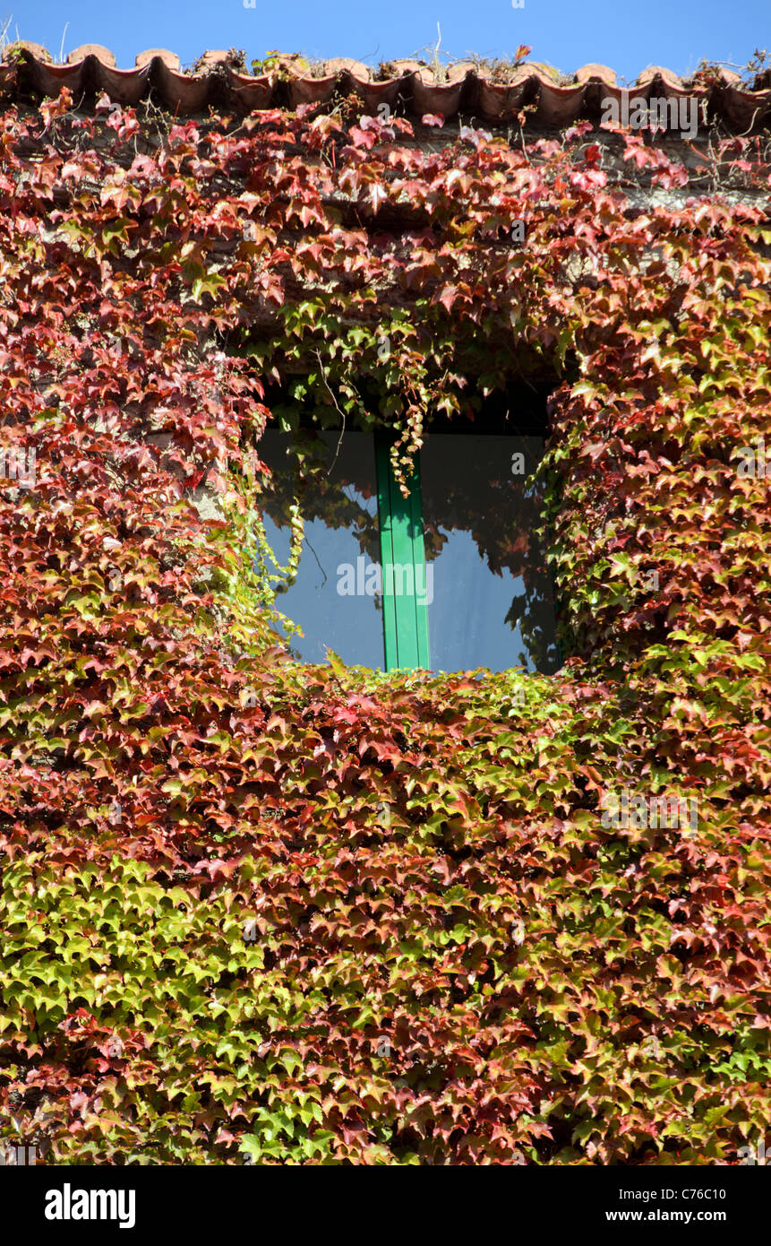 Vines and windows hi-res stock photography and images - Alamy