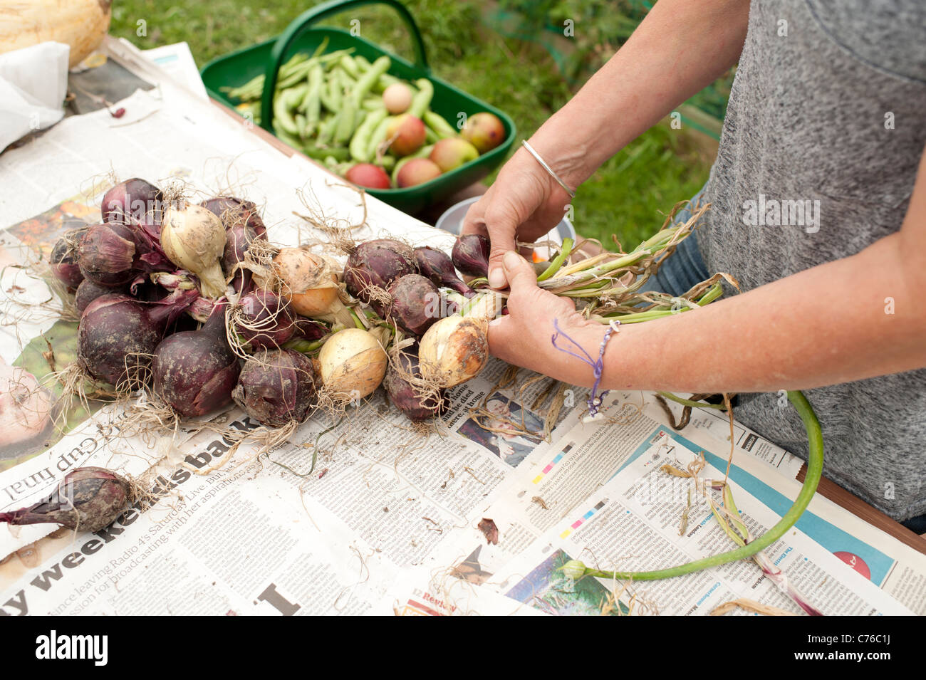 a woman plaiting a string of onions that she has grown on her allotment ...