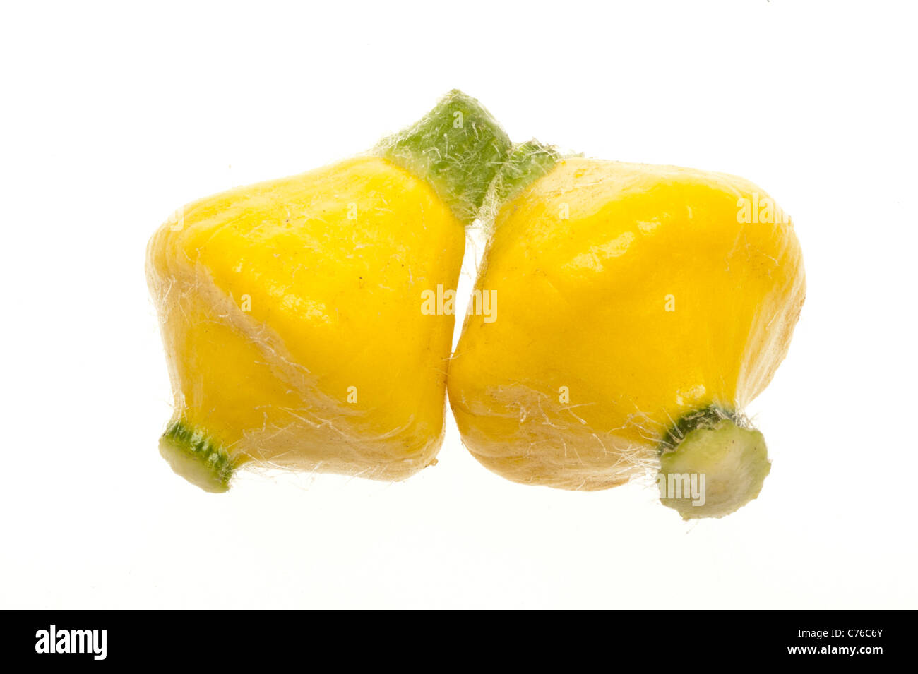 a pair of small yellow summer squash vegetable Stock Photo - Alamy