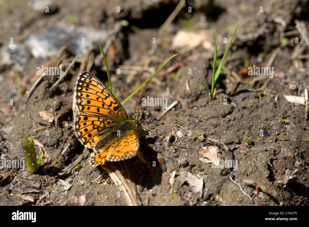 Silver-bordered Fritillary (Boloria selene Stock Photo - Alamy