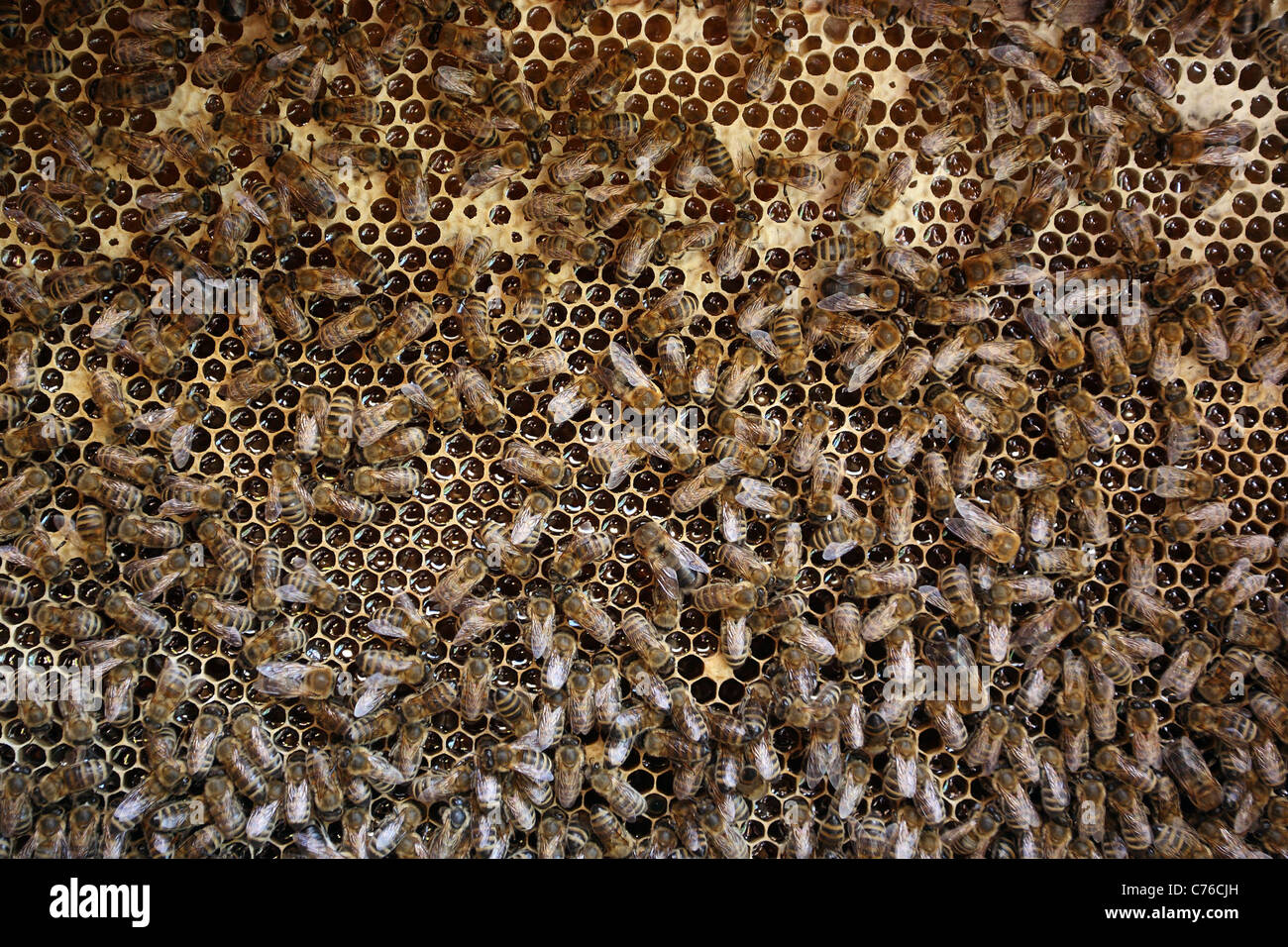 Lots of bees hi-res stock photography and images - Alamy