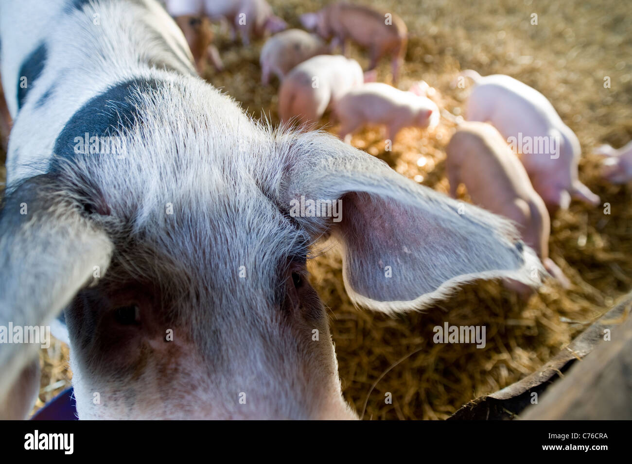 Pig barn on sunny hi-res stock photography and images - Alamy