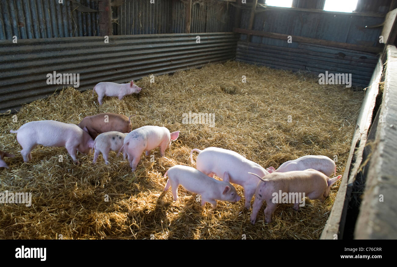 Piglets cute hi-res stock photography and images - Alamy