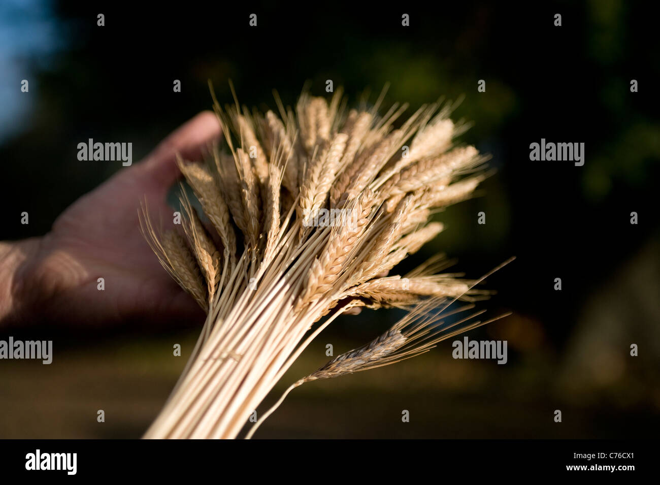 John letts holding medieval wheat hi-res stock photography and images ...