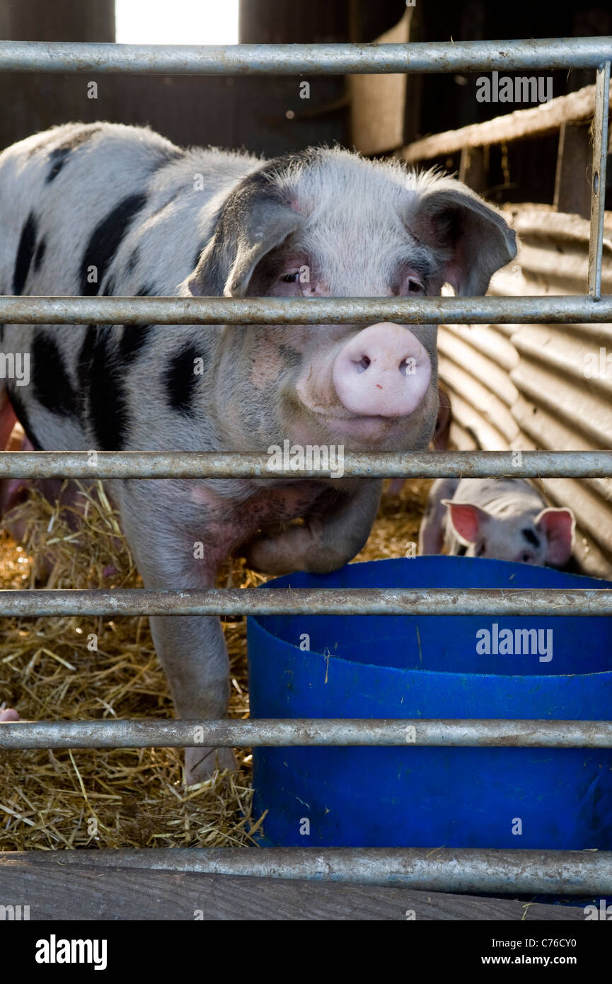 A pig with piglets in the barn Stock Photo - Alamy