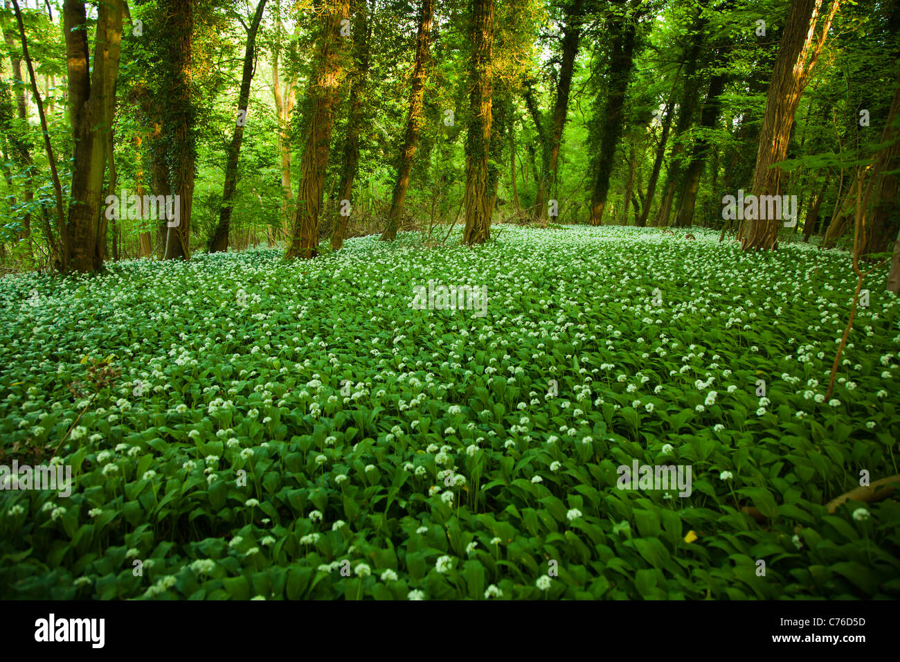 UK, Castle Combe, Green forest Stock Photo - Alamy