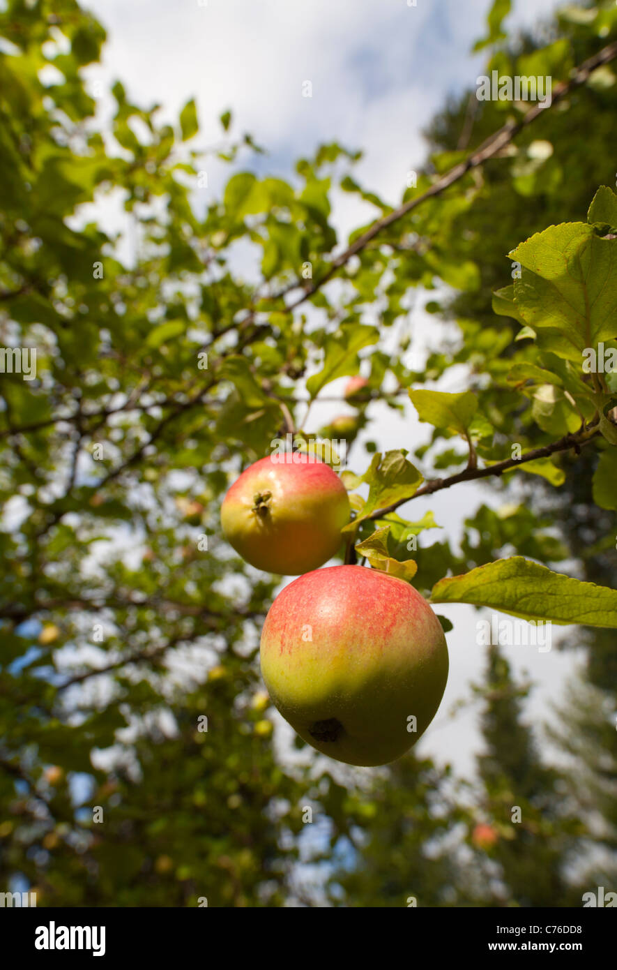 Two ripe apples at Autumn in apple tree branch , Finland Stock Photo ...
