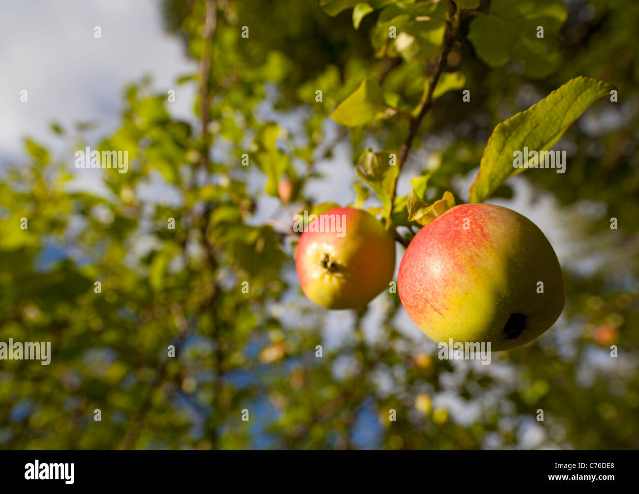 Apples attached to tree hi-res stock photography and images - Alamy