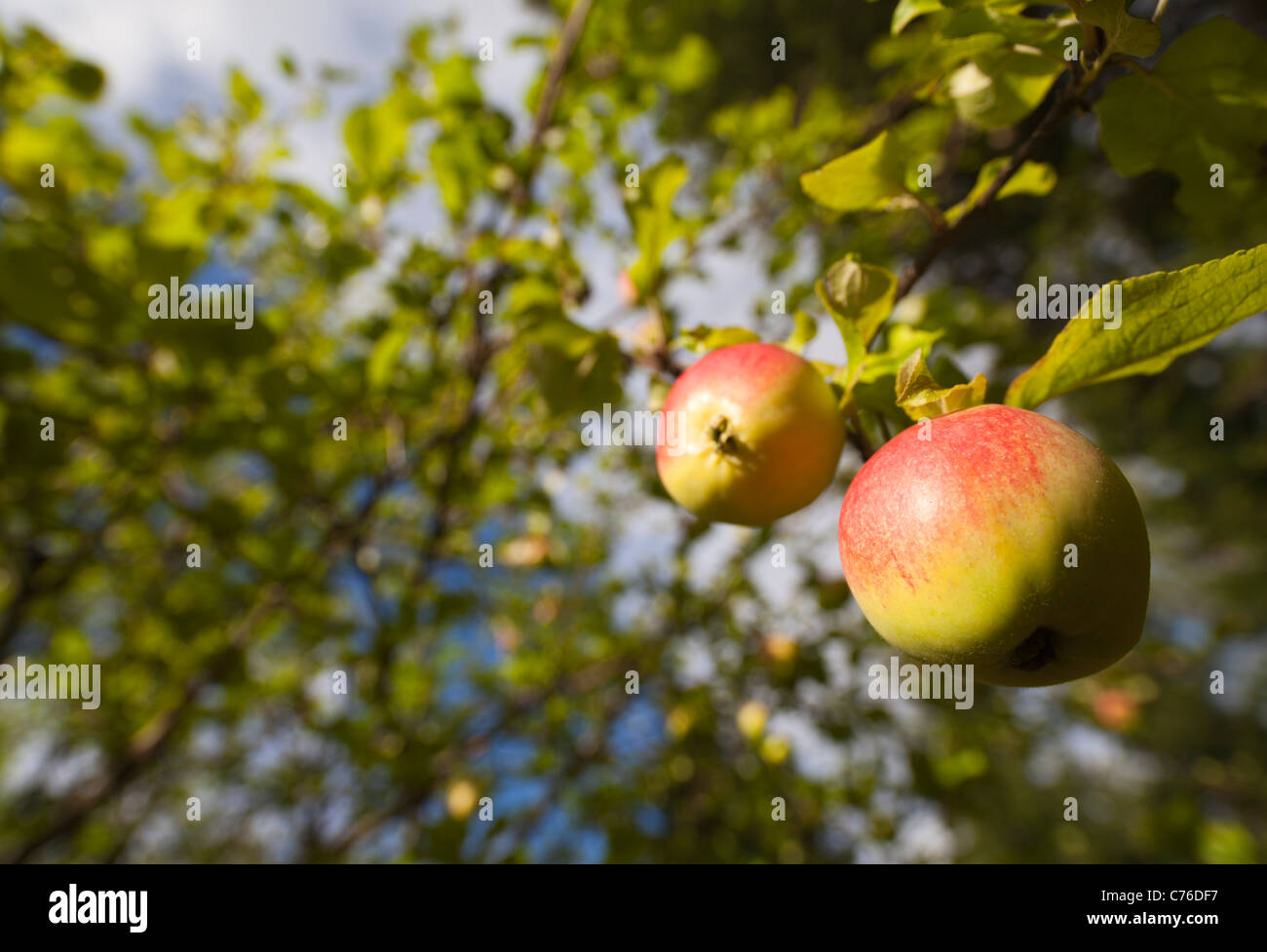 Two ripe apples at Autumn in apple tree branch , Finland Stock Photo ...