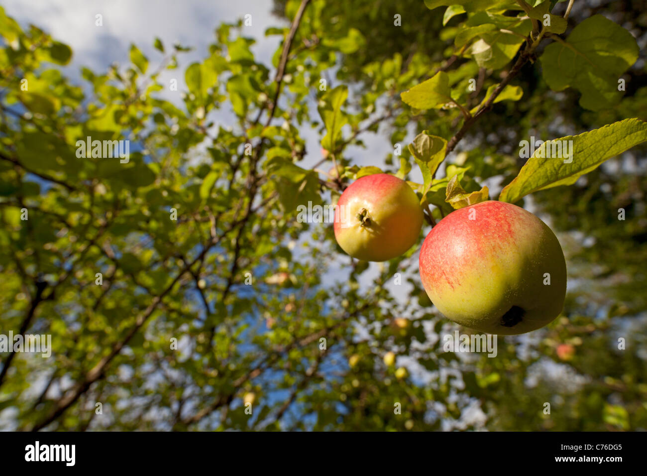 Apples attached to tree hi-res stock photography and images - Alamy