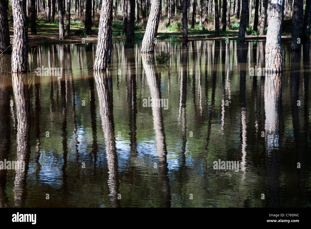 Pine trees reflected in the water Stock Photo - Alamy