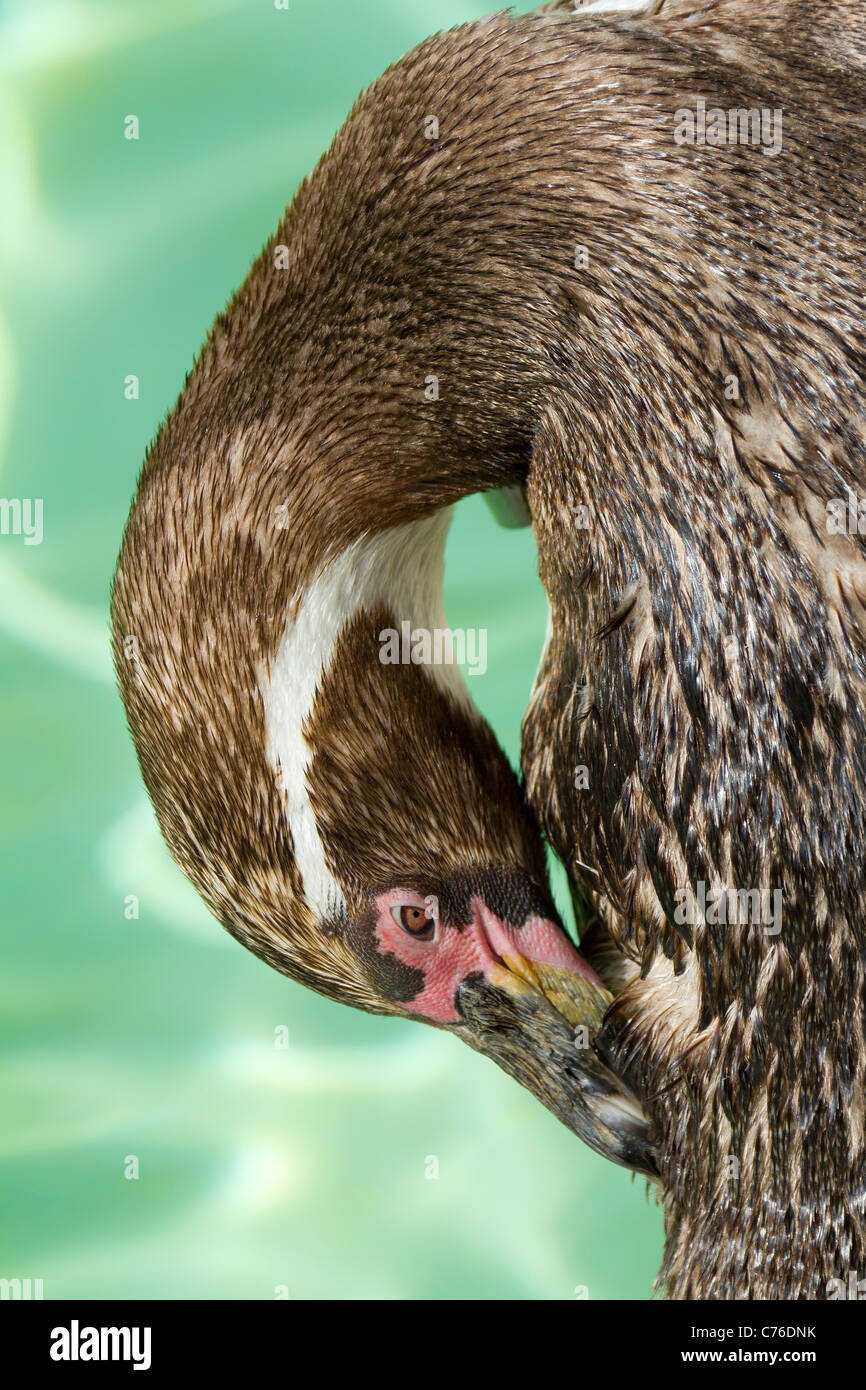 Preening wildlife hi-res stock photography and images - Alamy