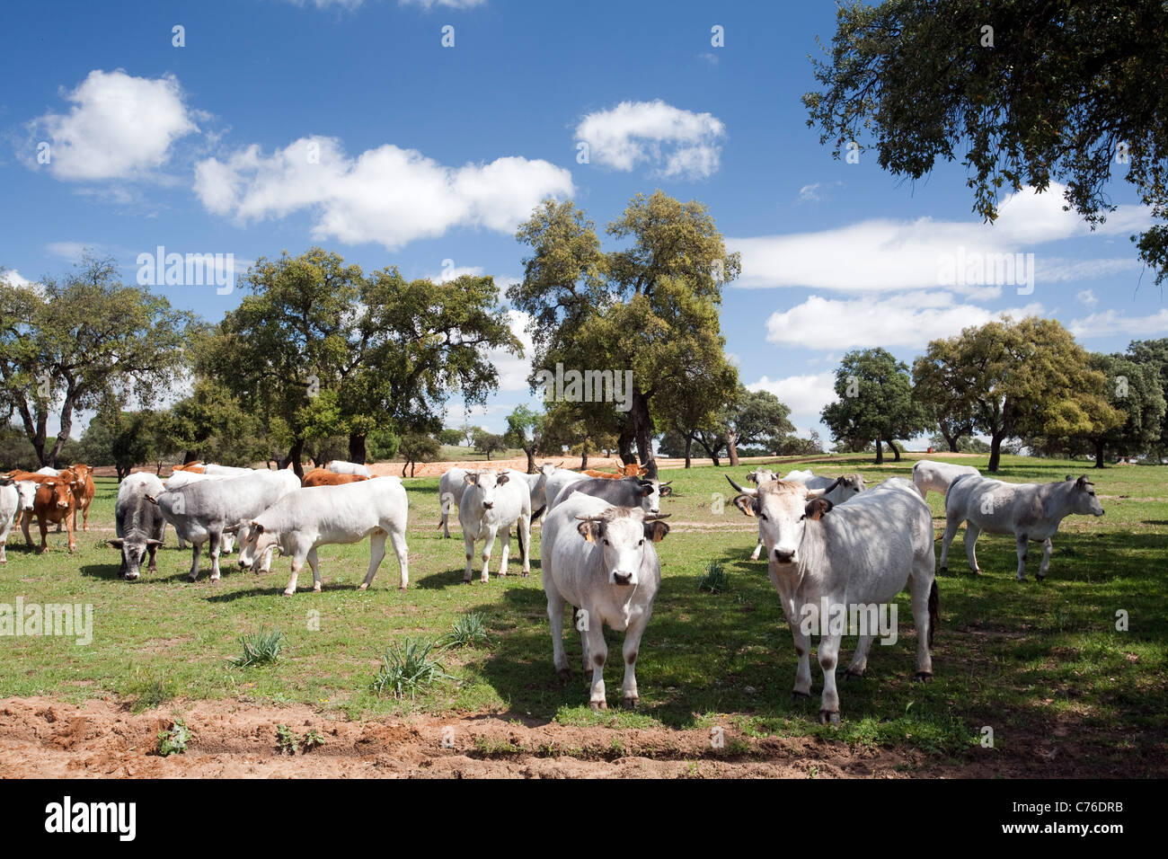 Grazing cattle, Spain Stock Photo - Alamy
