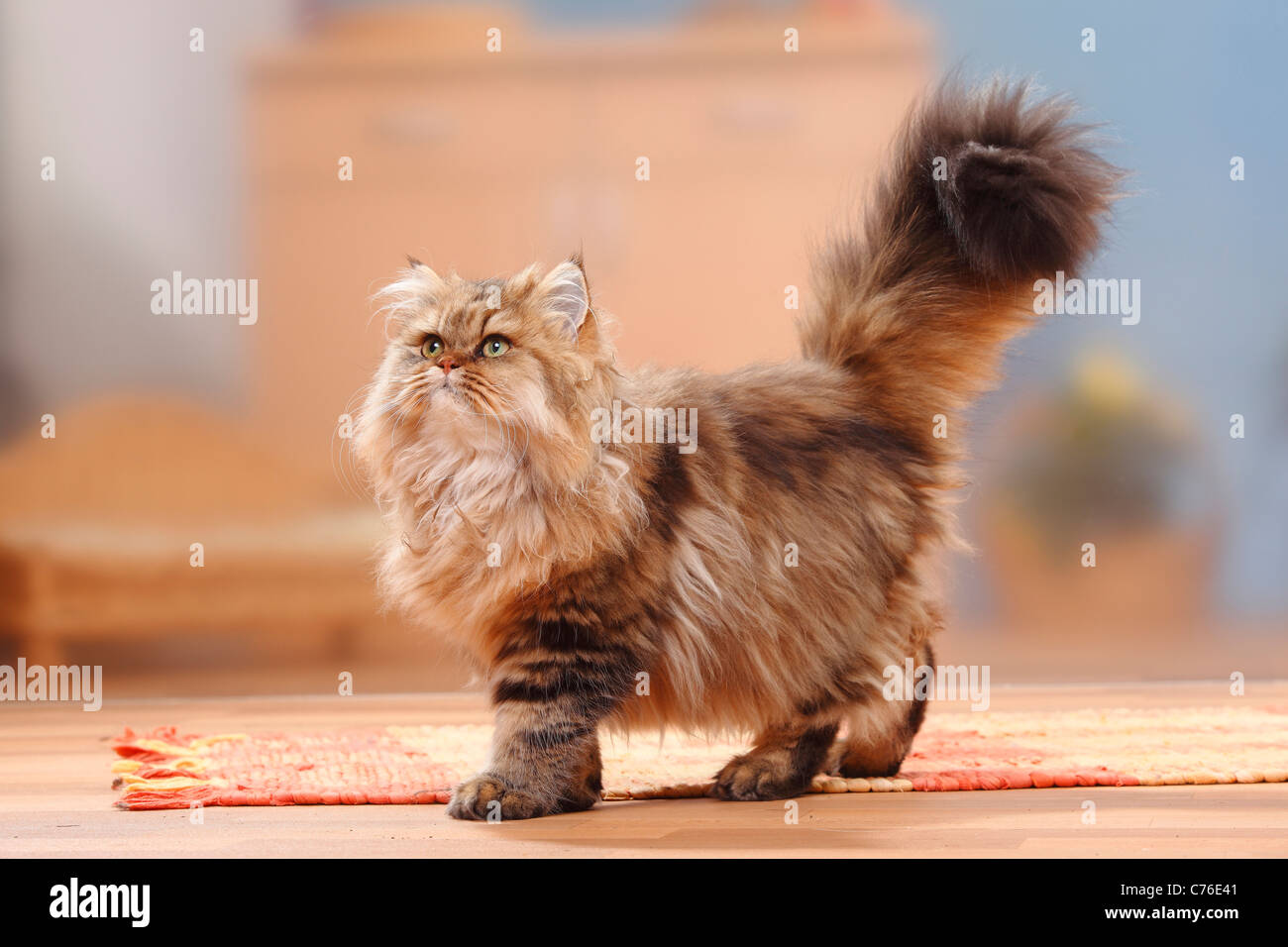 Black and golden hi-res stock photography and images - Alamy