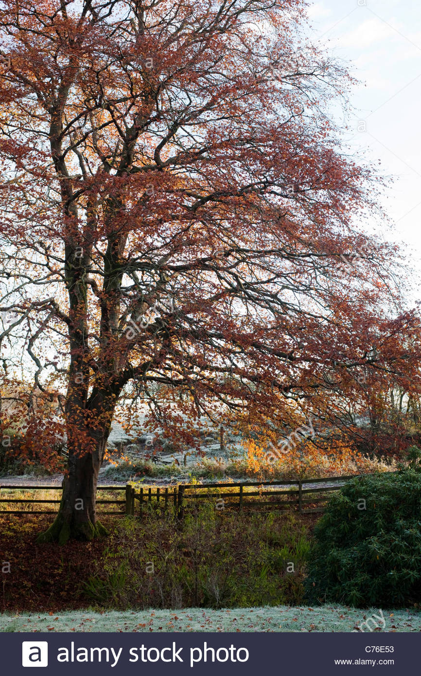 Fagus Sylvatica Purpurea Copper Beech Stock Photos & Fagus Sylvatica ...