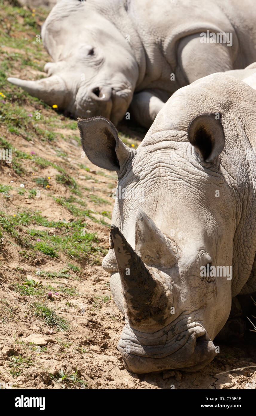Cotswolds Wildlife Park - resting Rhinoceri 4 Stock Photo - Alamy
