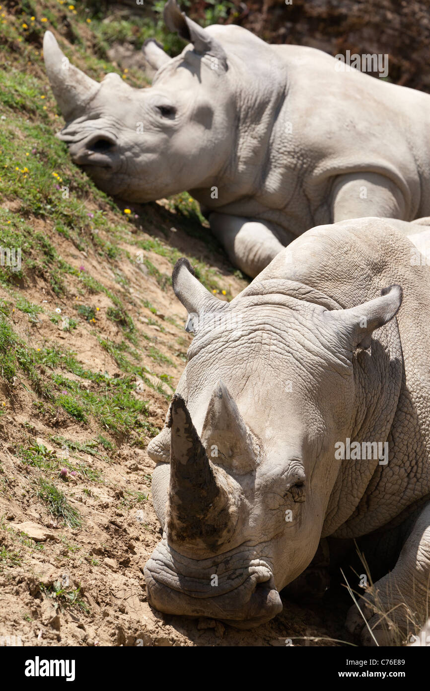 Cotswolds Wildlife Park - resting Rhinoceri 5 Stock Photo - Alamy