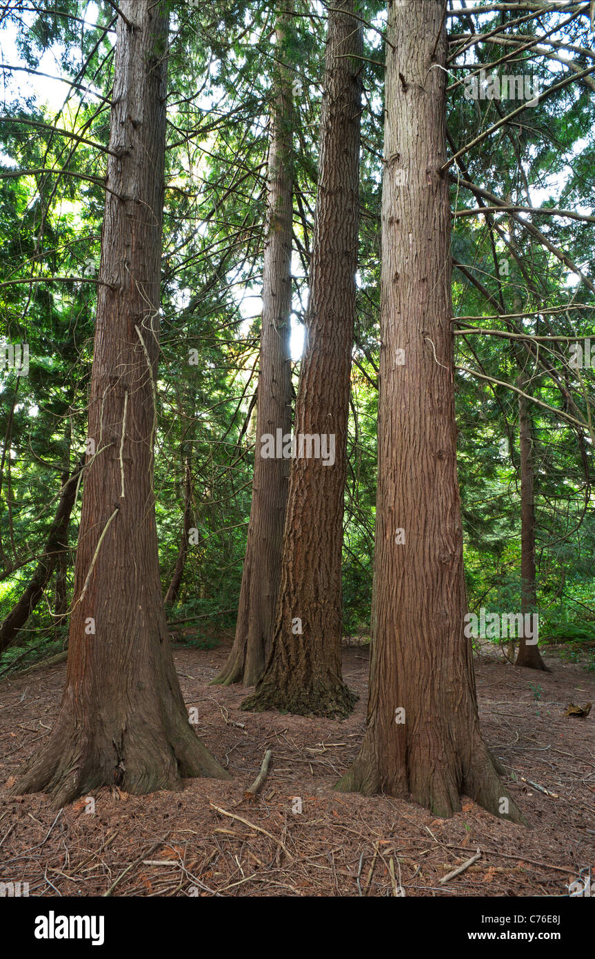 Old tree in forest Stock Photo - Alamy