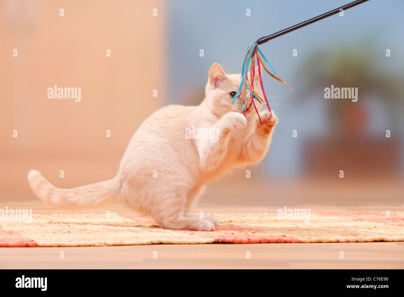 British Shorthair Cat, kitten, cream, 4 months / with toy Stock Photo ...