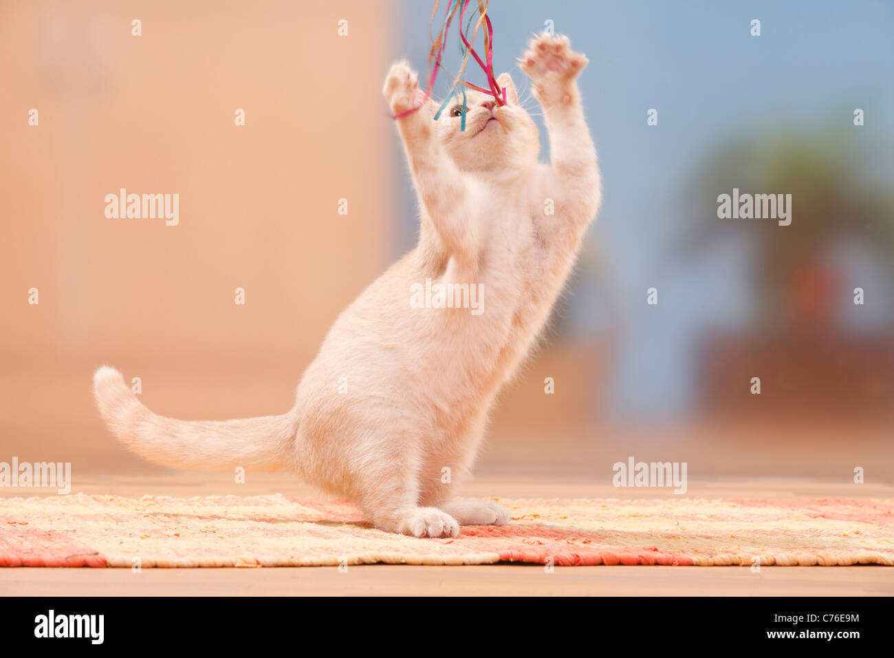 British Shorthair Cat, kitten, cream, 4 months / with toy Stock Photo ...