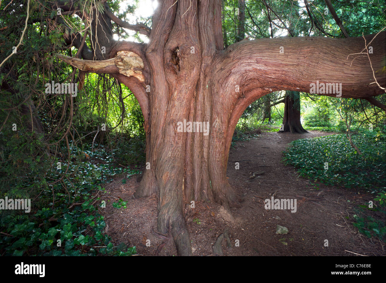 Old tree in forest Stock Photo - Alamy