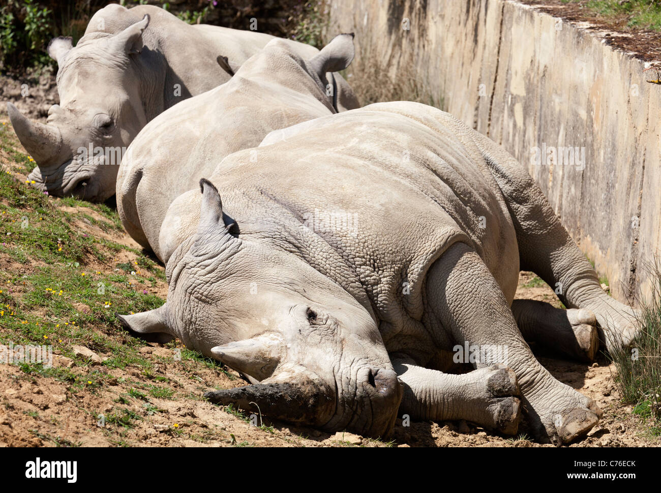 Cotswolds Wildlife Park - resting Rhinoceri 9 Stock Photo - Alamy