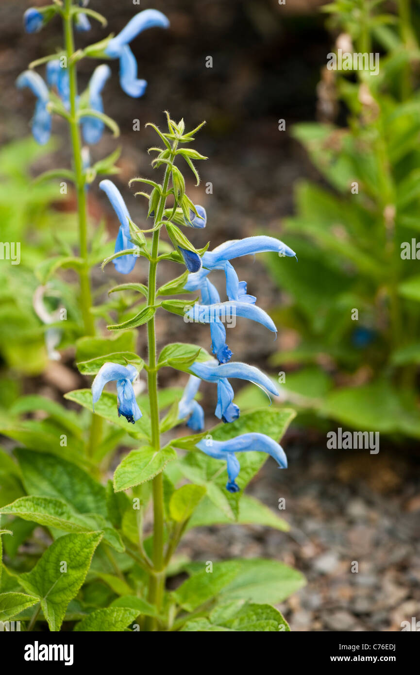 Salvia patens ‘Cambridge Blue’, Gentian Sage, in flower Stock Photo - Alamy