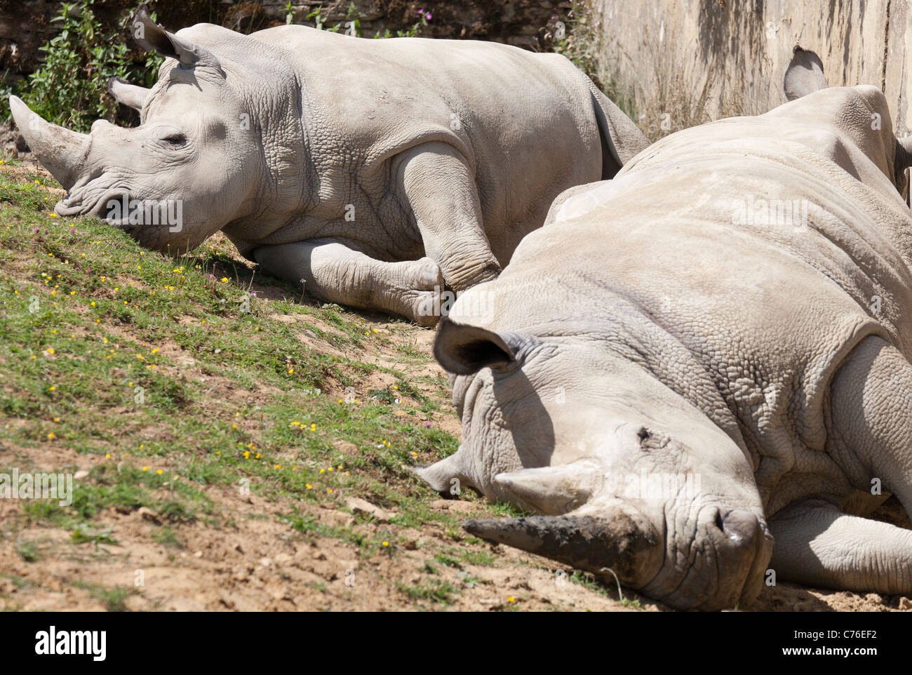 Rhinoceri hi-res stock photography and images - Alamy
