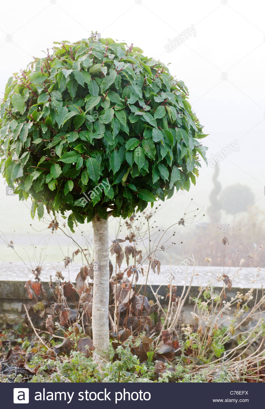 Standard Bush Stock Photos & Standard Bush Stock Images - Alamy