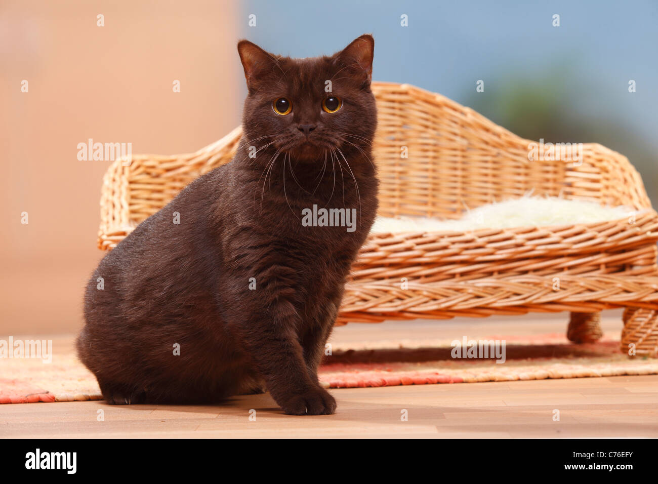 British shorthair chocolate hi-res stock photography and images - Alamy