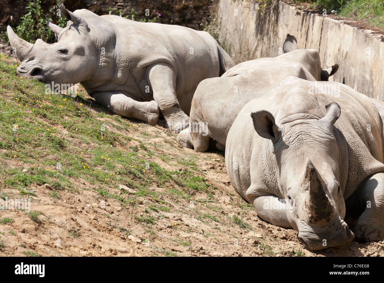 Cotswolds Wildlife Park - resting Rhinoceri 12 Stock Photo - Alamy