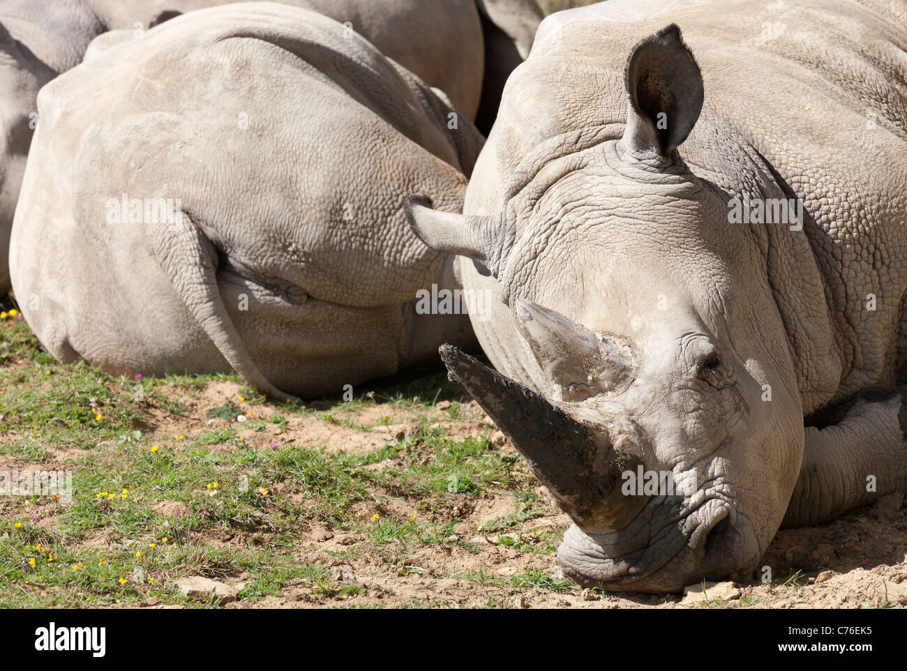Cotswolds Wildlife Park - resting Rhinoceri 14 Stock Photo - Alamy