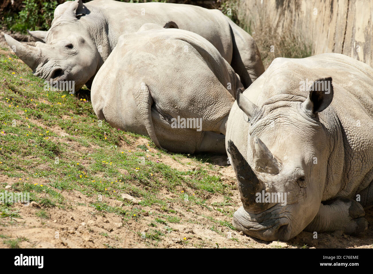 Cotswolds Wildlife Park - resting Rhinoceri 15 Stock Photo - Alamy