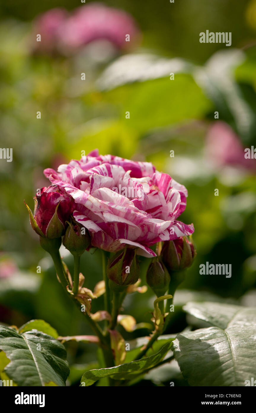 Bourbon rose hi-res stock photography and images - Alamy