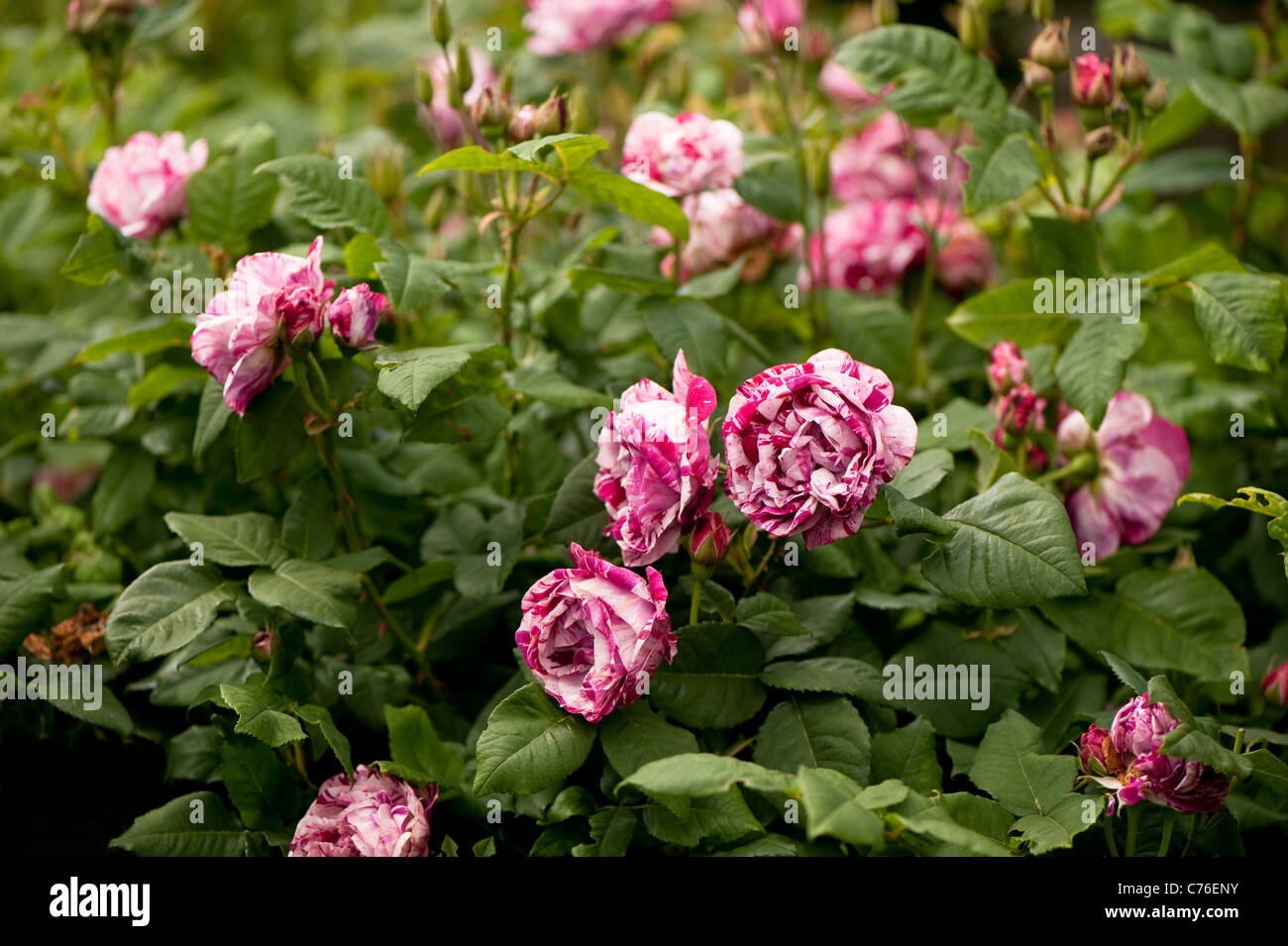 Bourbon rose hi-res stock photography and images - Alamy