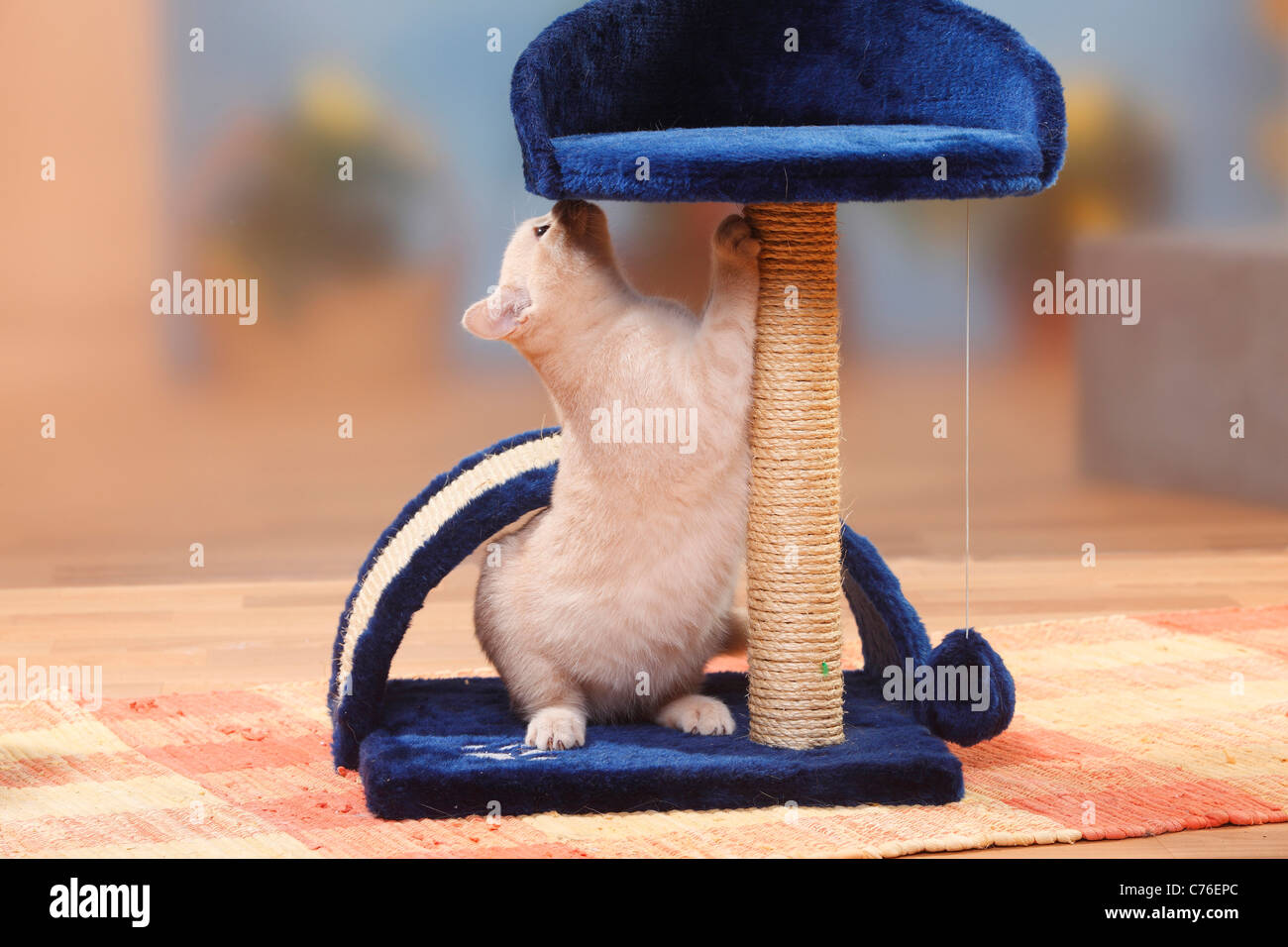 British Shorthair Cat, kitten, cream, 4 months / cat tree, scratcher ...