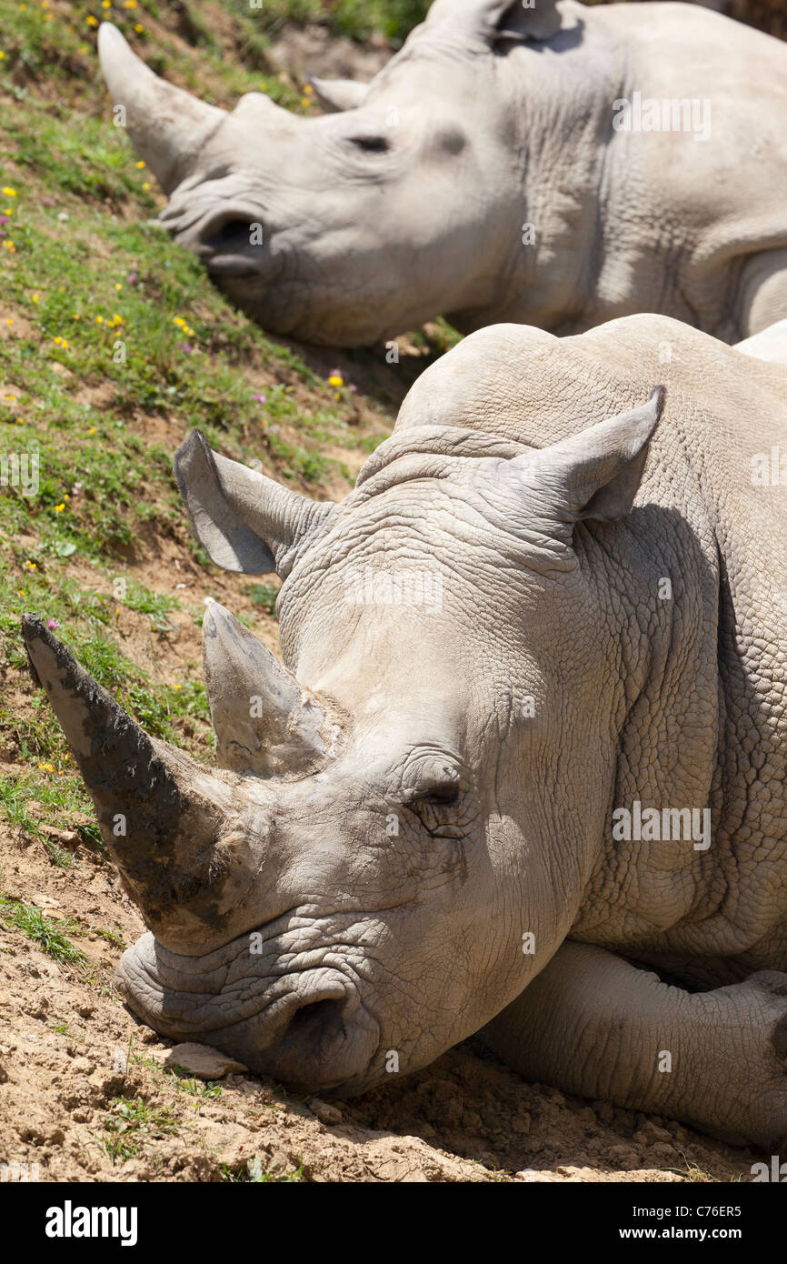 Rhinoceri hi-res stock photography and images - Alamy