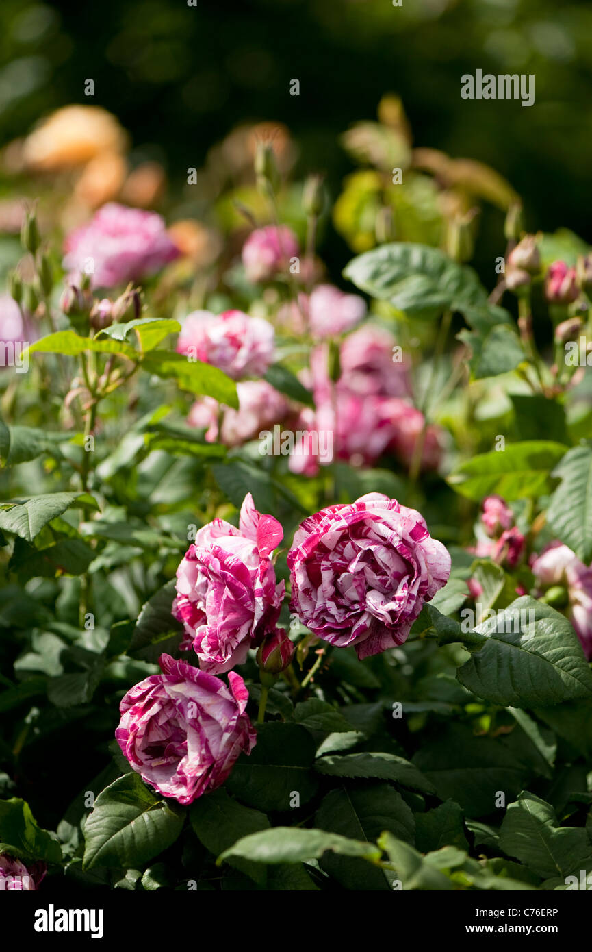 Bourbon rose hi-res stock photography and images - Alamy