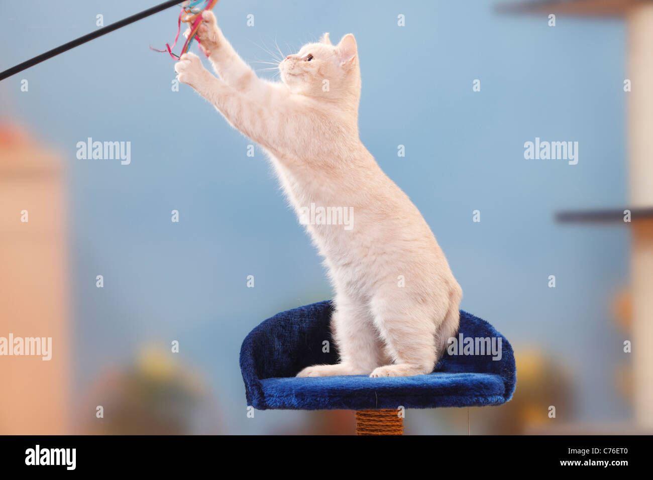 British Shorthair Cat, kitten, cream, 4 months / toy Stock Photo - Alamy