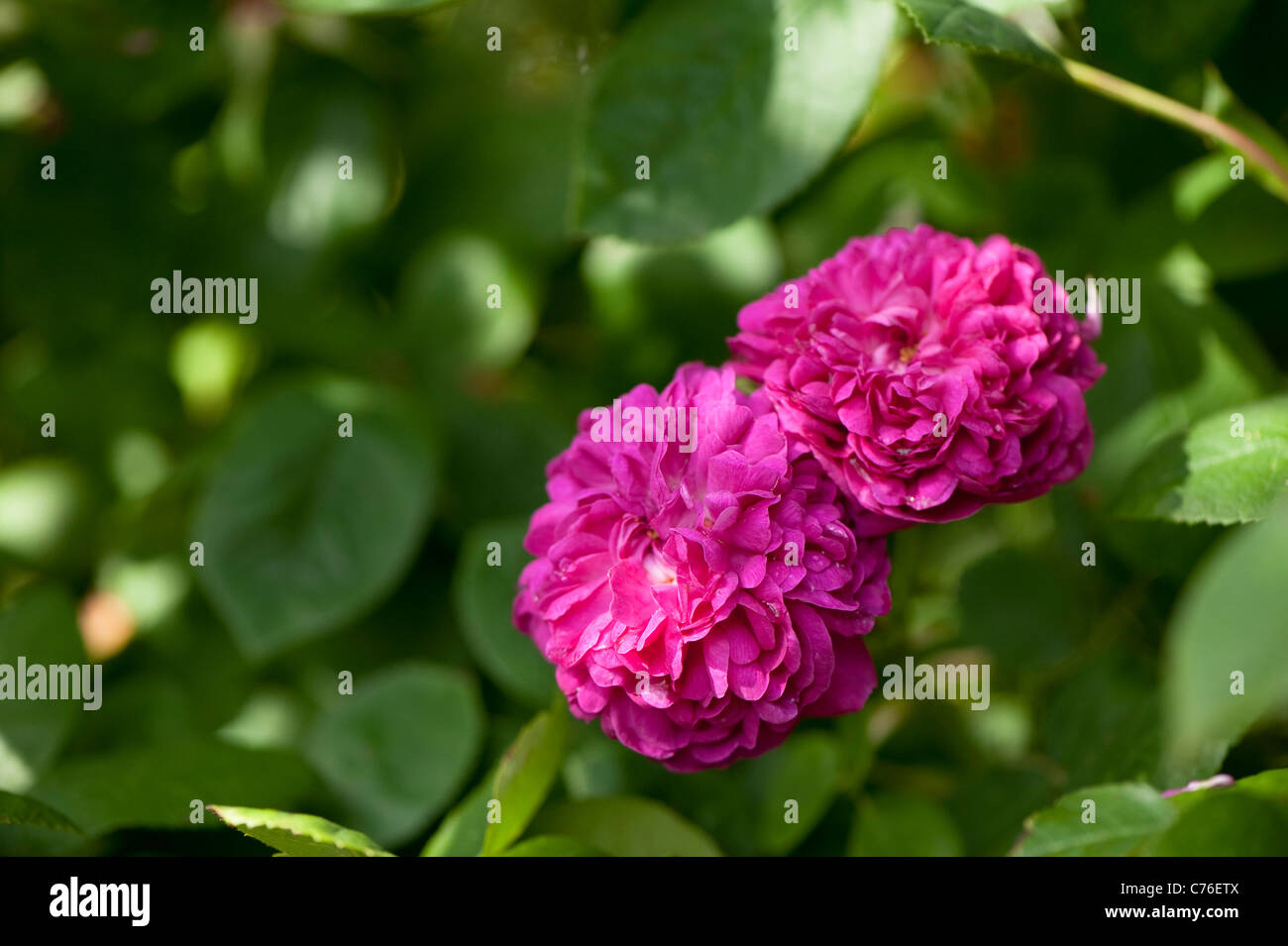 Portland shrub rose hi-res stock photography and images - Alamy