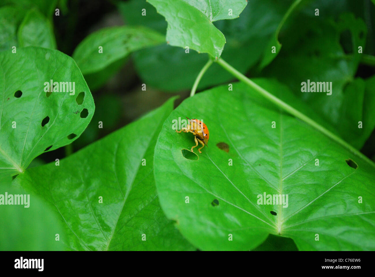 Golden tortoise hi-res stock photography and images - Alamy