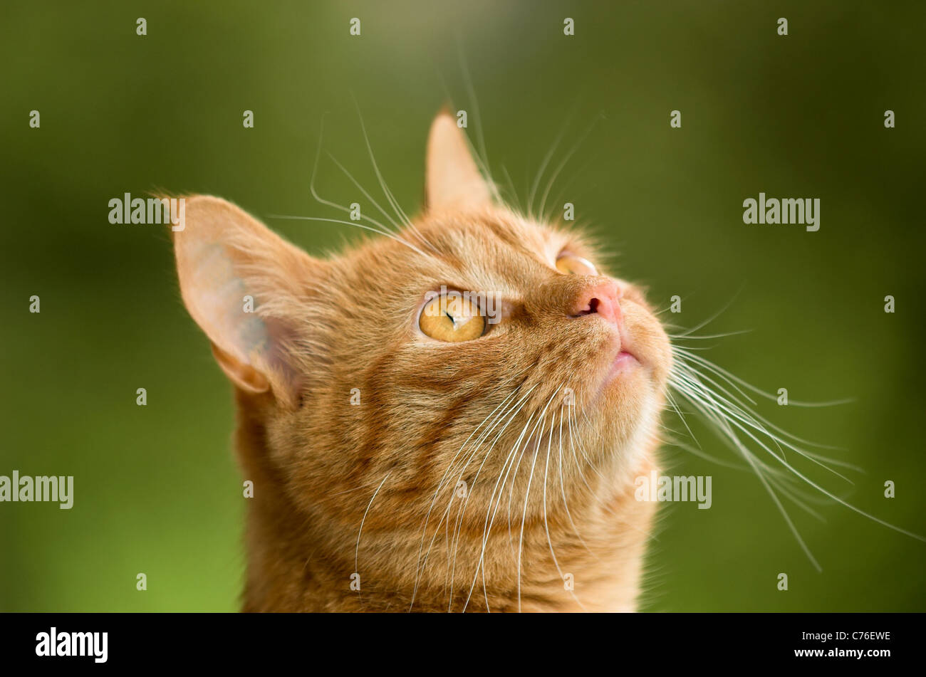 Cat is looking up Stock Photo - Alamy