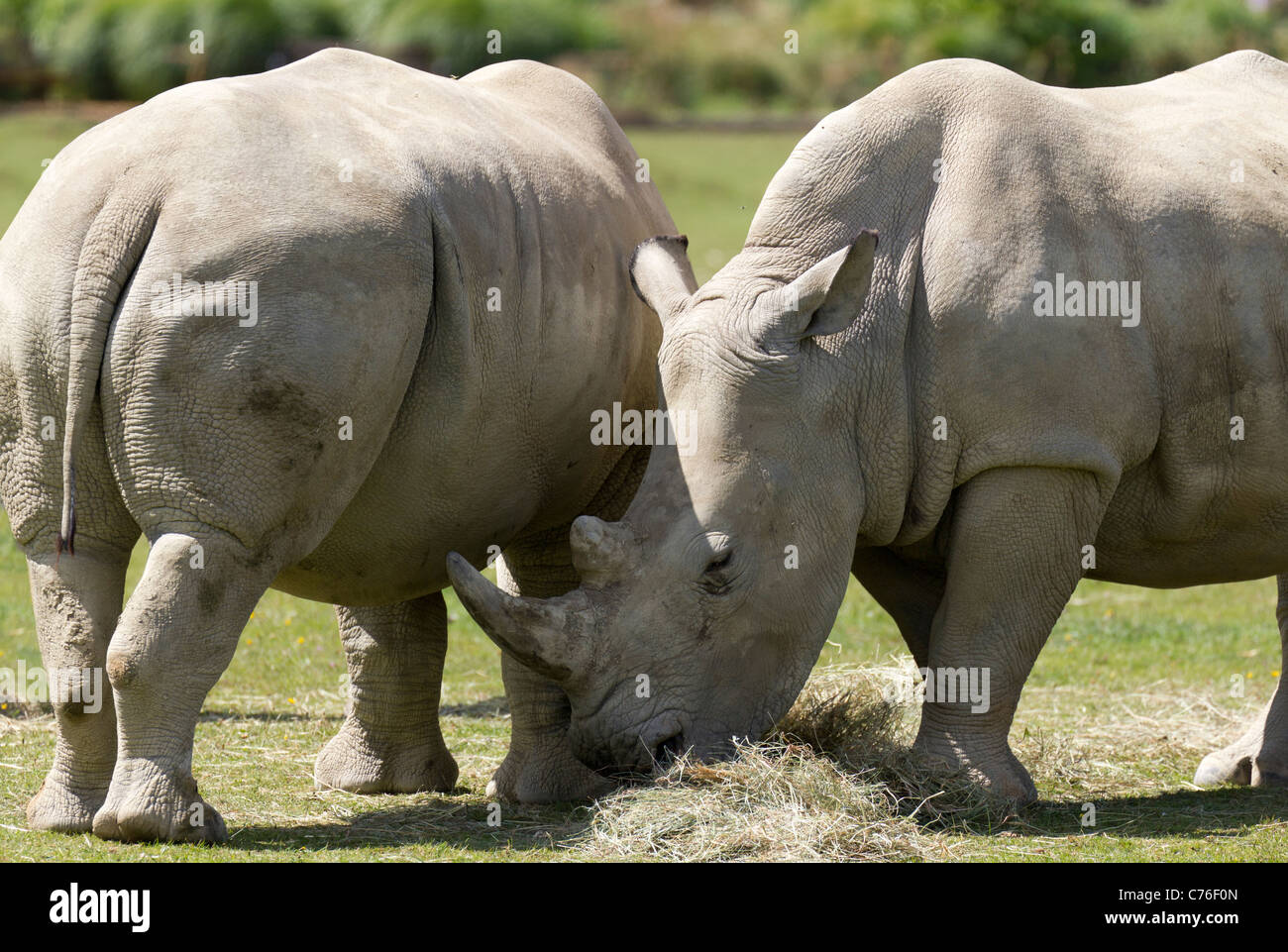 Rhinoceri hi-res stock photography and images - Alamy
