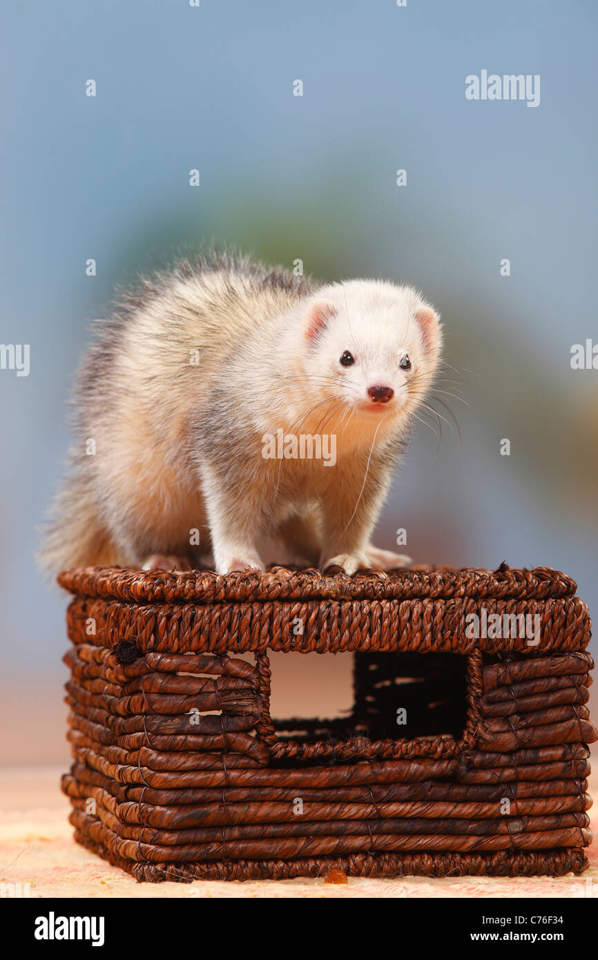 Ferret / (Mustela putorius forma domestica Stock Photo - Alamy