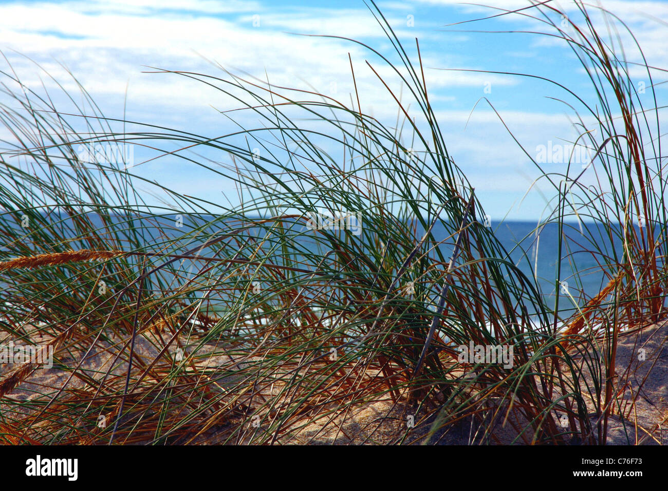 Atlantic sea grass hi-res stock photography and images - Alamy
