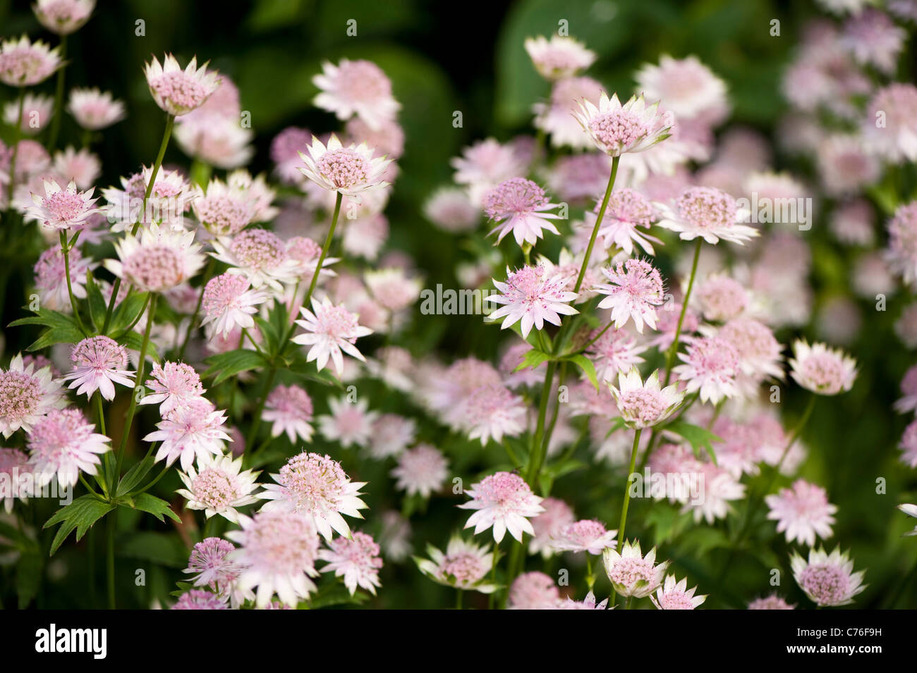 Astrantia Major Buckland Apiaceae High Resolution Stock Photography and ...