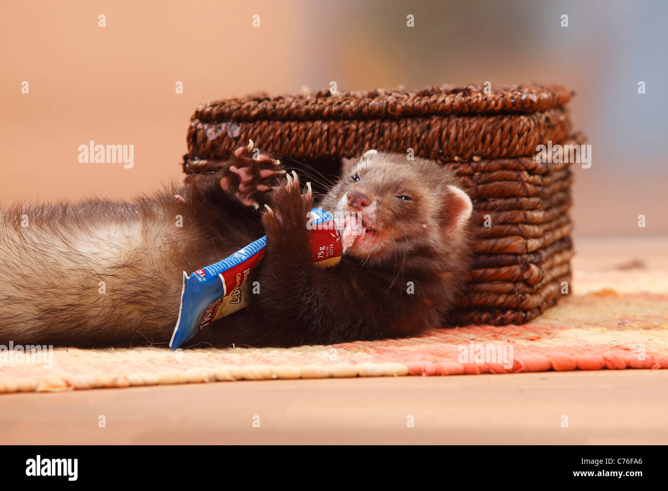 Ferret eating liver sausage / (Mustela putorius forma domestica ...