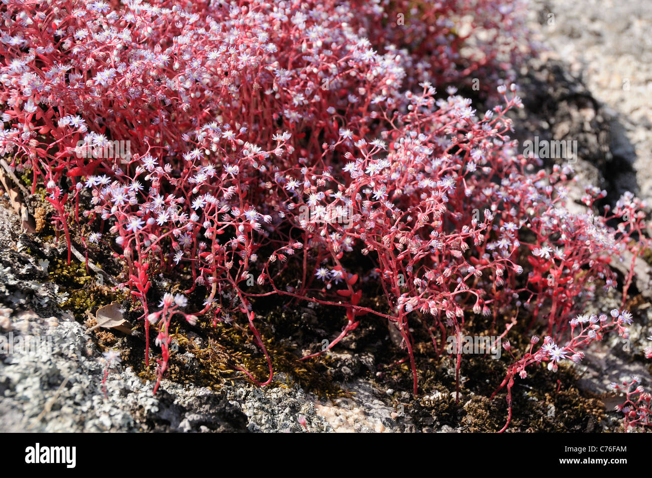 Rock stonecrop hi-res stock photography and images - Alamy