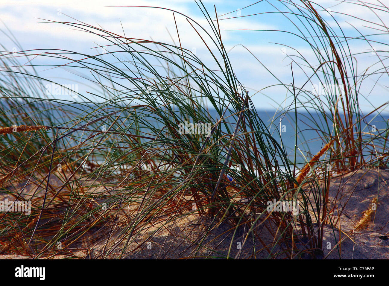Atlantic sea grass hi-res stock photography and images - Alamy